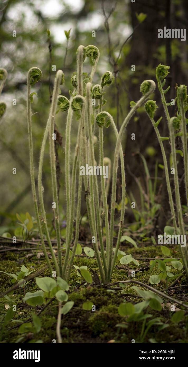 Furled fronds hi-res stock photography and images - Alamy