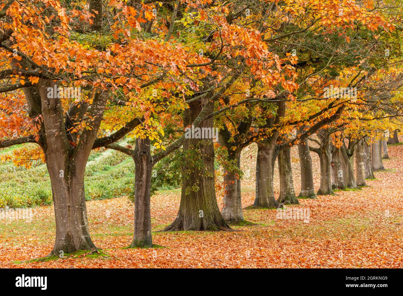 Row trees fallen leaves hi-res stock photography and images - Alamy