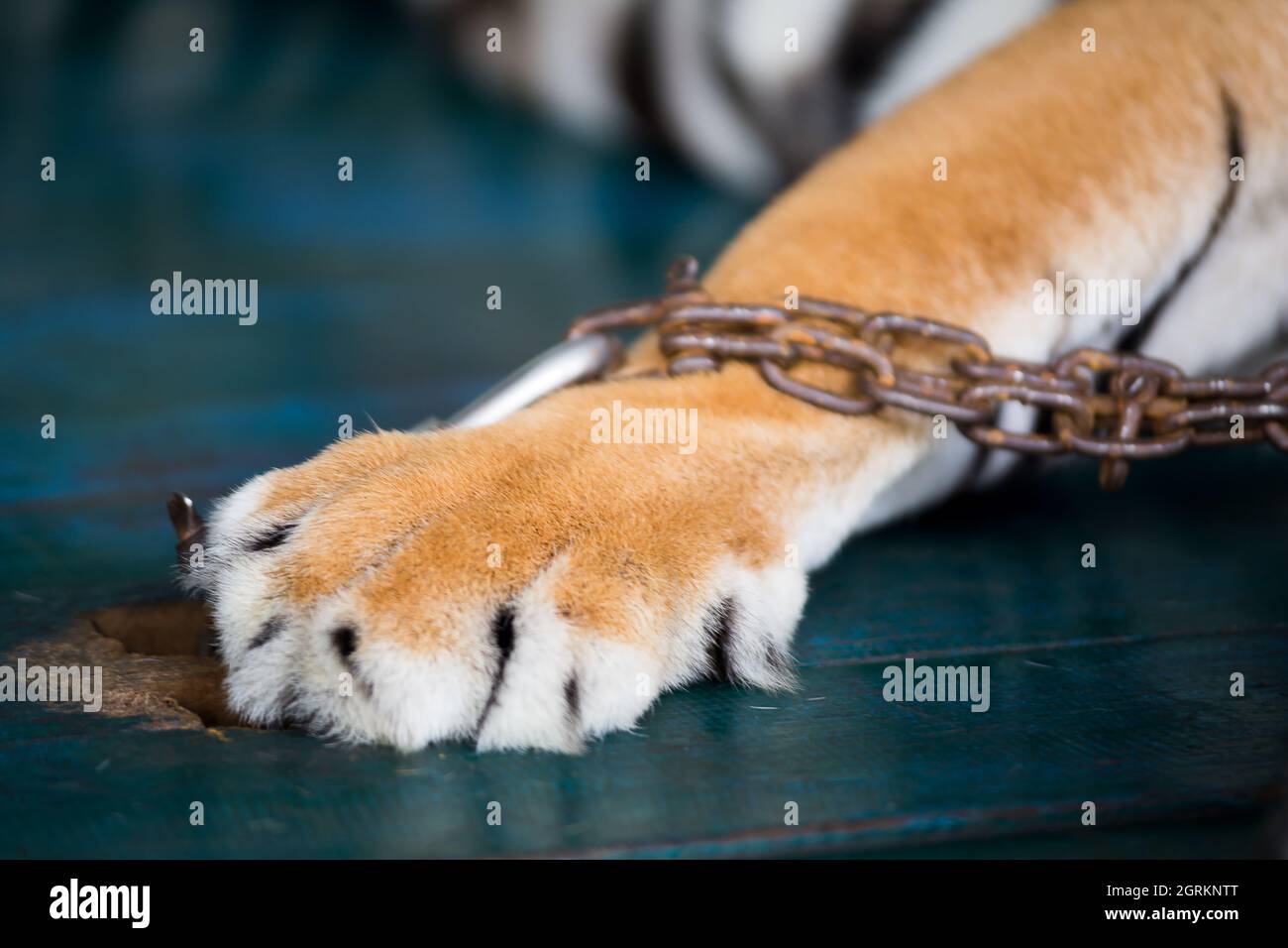 The Tiger Leg Was Laced In The Chain Stock Photo - Alamy