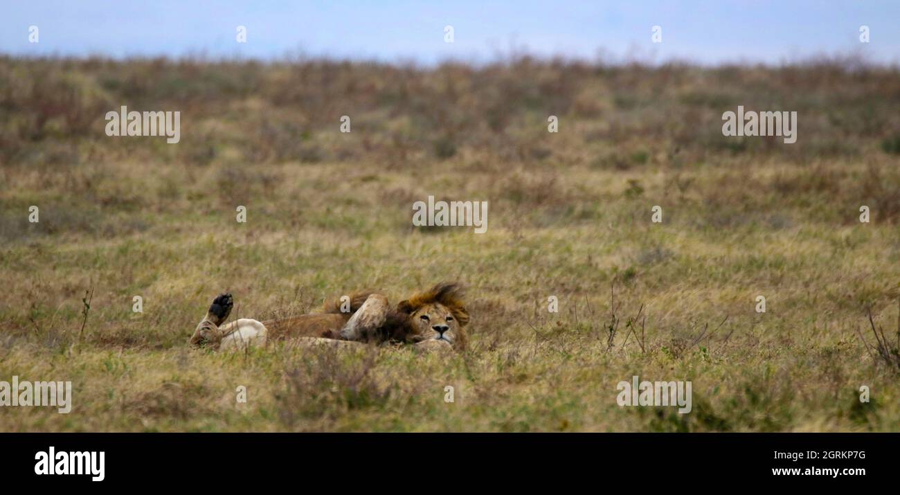 Group of lioness sleeping hi-res stock photography and images - Alamy