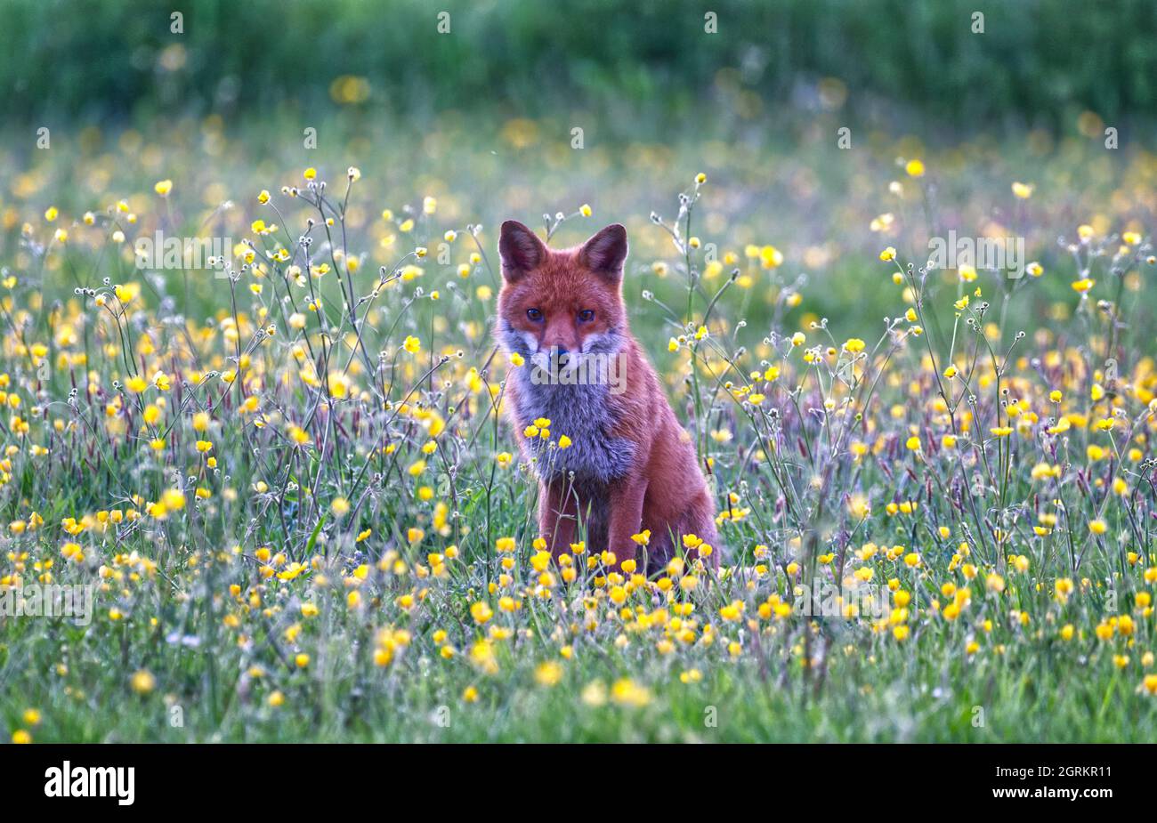 Red fox in summer coat close up hi-res stock photography and images - Alamy