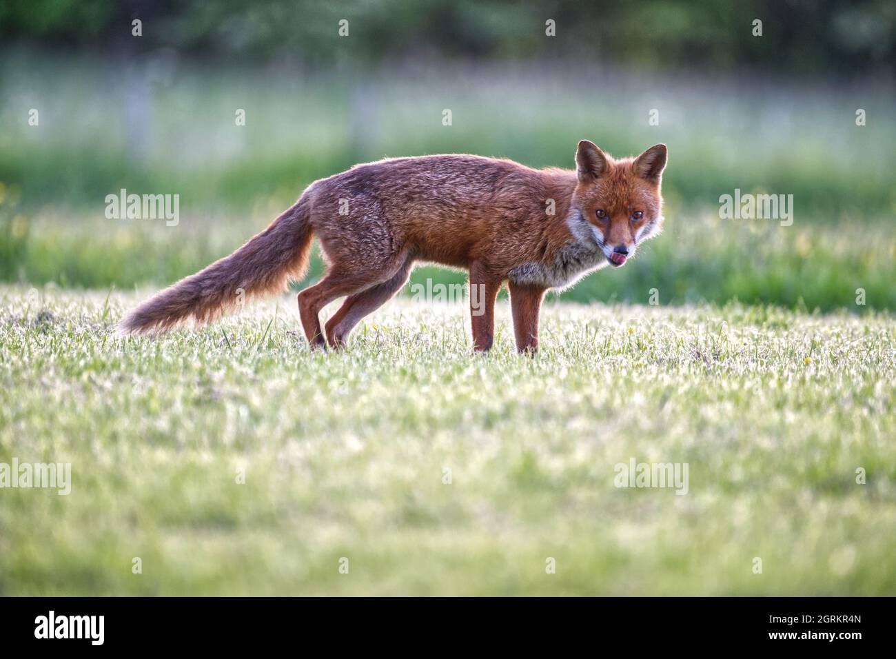 Red fox in summer coat close up hi-res stock photography and images - Alamy
