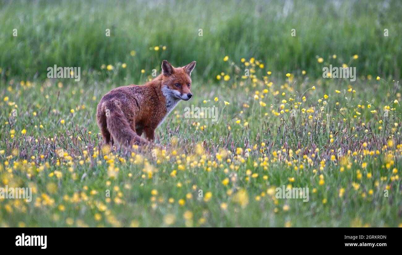 Red fox in summer coat close up hi-res stock photography and images - Alamy