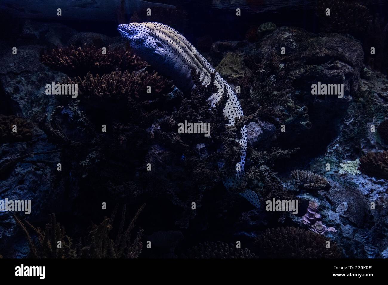 Beautiful moray eel with blue tones on the seabed Stock Photo - Alamy