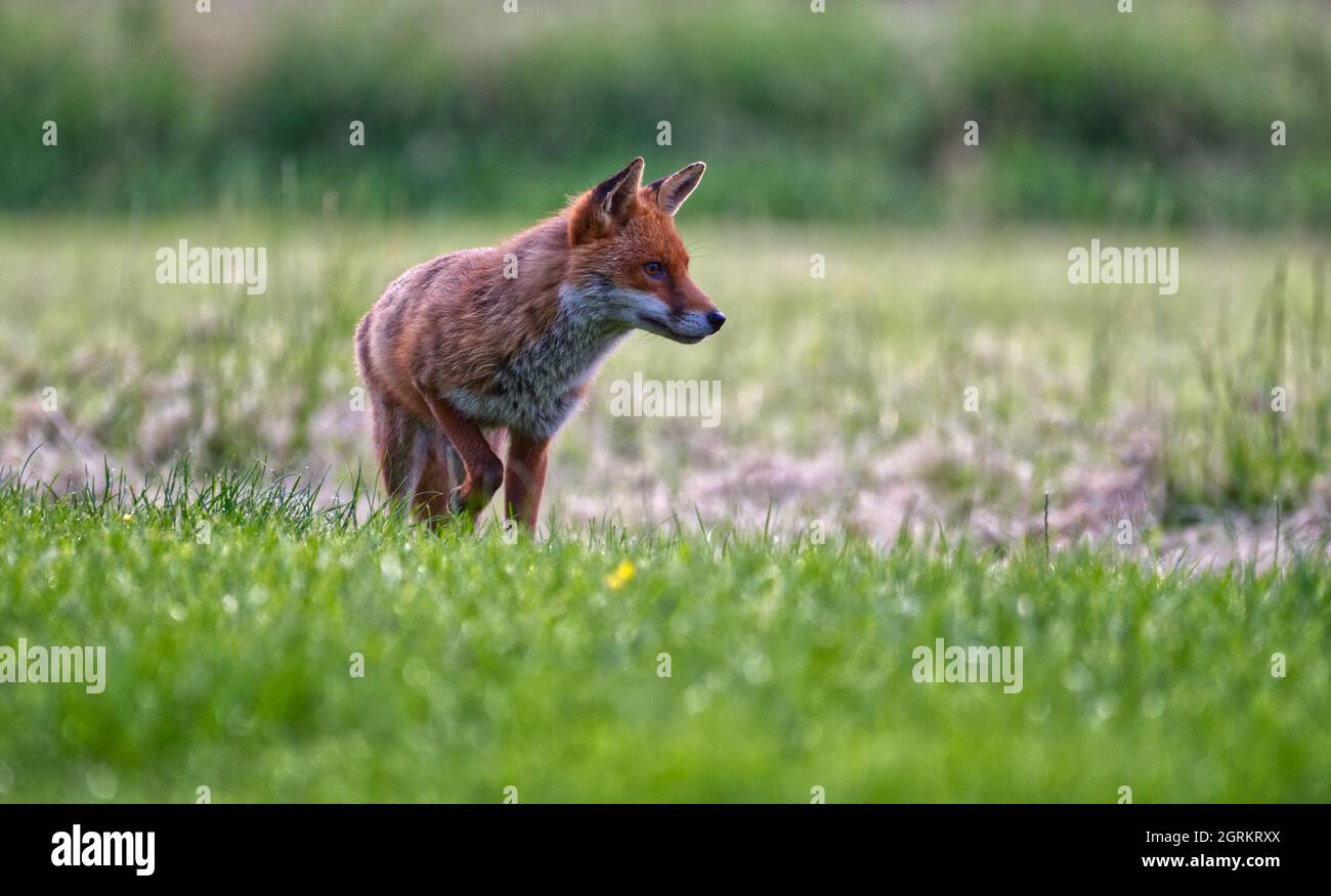 Fox posing hi-res stock photography and images - Alamy