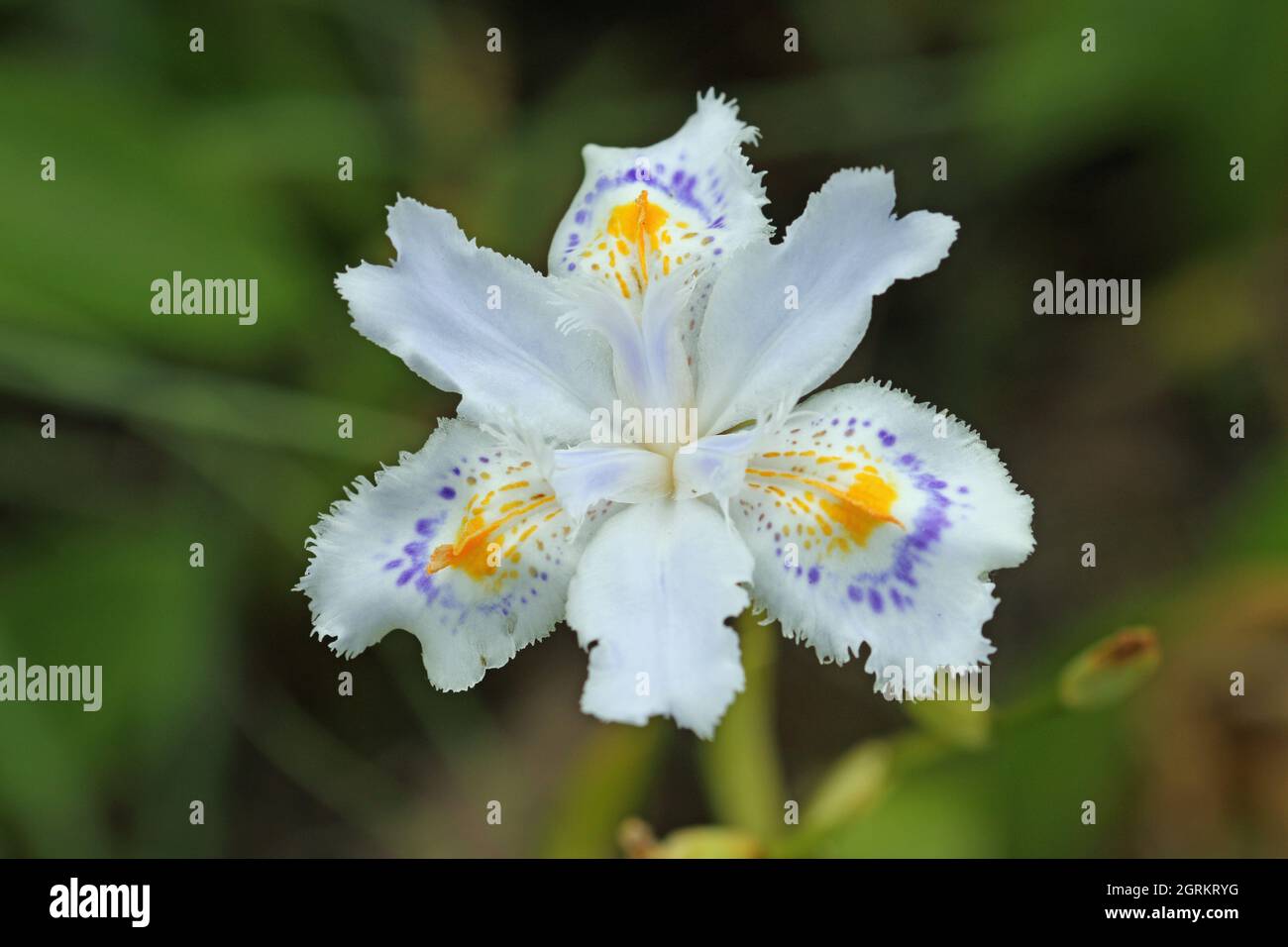 White fringed Japanese iris, Iris japonica of unknown variety, flower ...