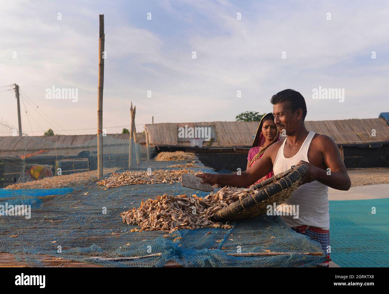 A fisherman is drying fish at sea beach in Mandarmani in West Bengal ...