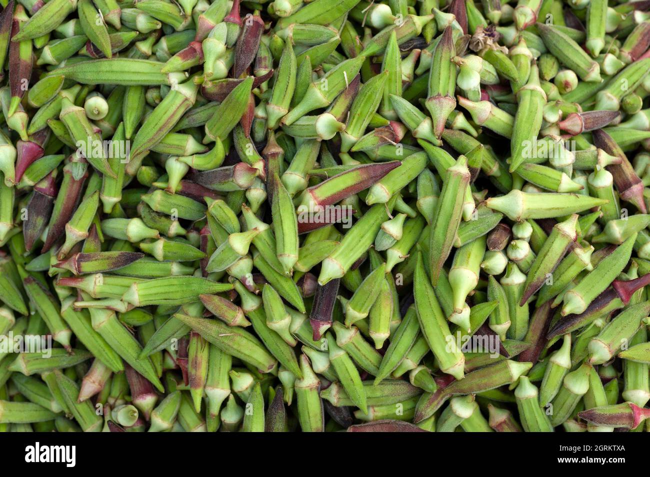 Raw okra, gumbo Stock Photo - Alamy