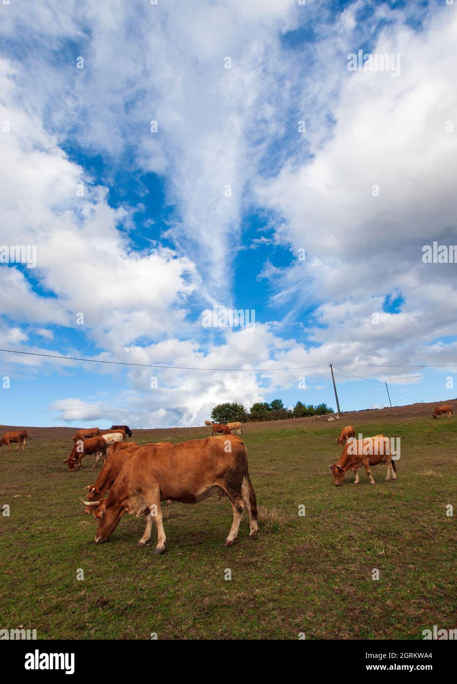 Cows grazing peacefully in a Galician meadow on a blue sky day with ...