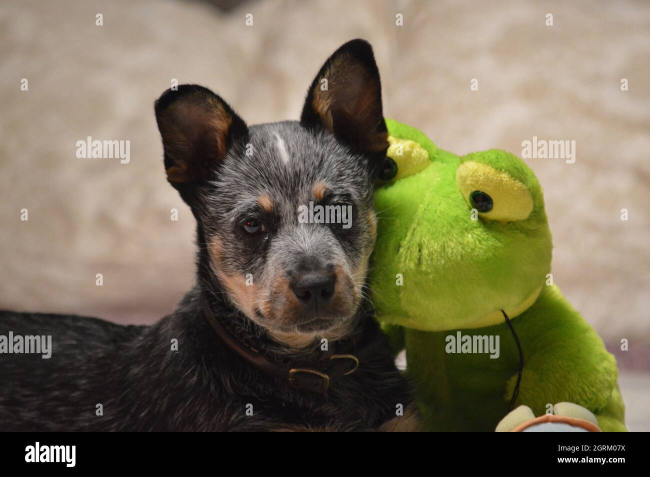 Kermit the dog hi-res stock photography and images - Alamy