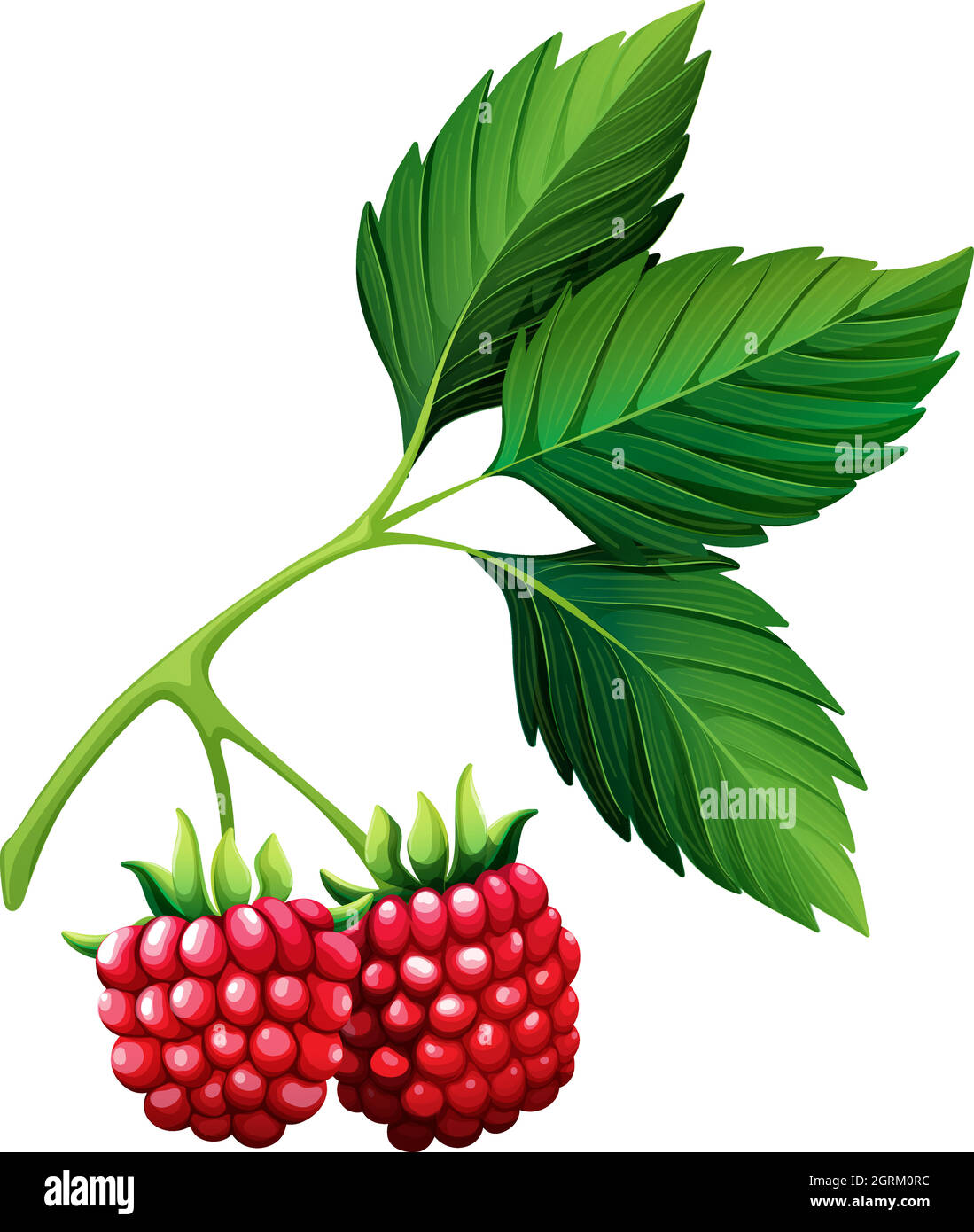 Stem Stock Vector Images - Alamy