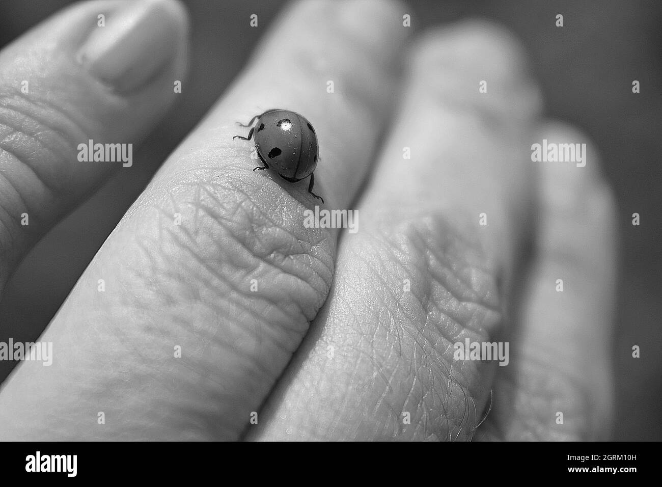 Black small insect Black and White Stock Photos & Images - Alamy