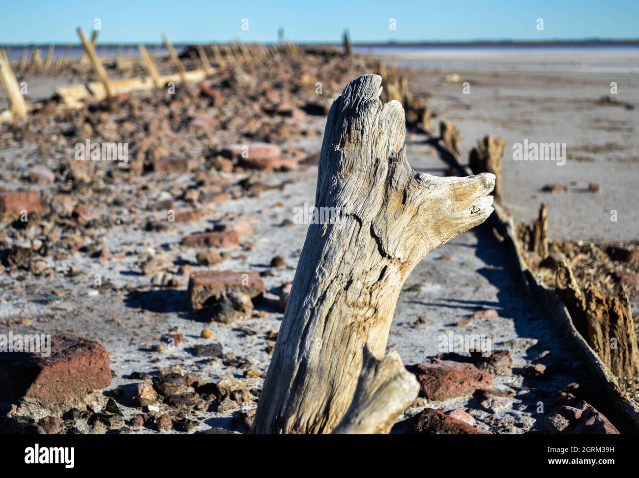 Bone stump hi-res stock photography and images - Alamy