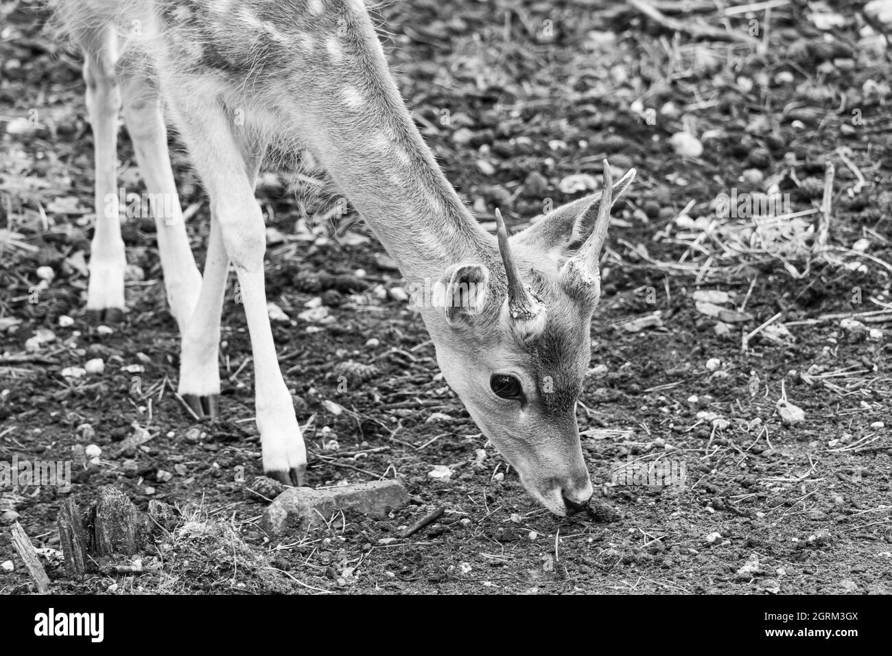 Deer in forest Black and White Stock Photos & Images - Alamy