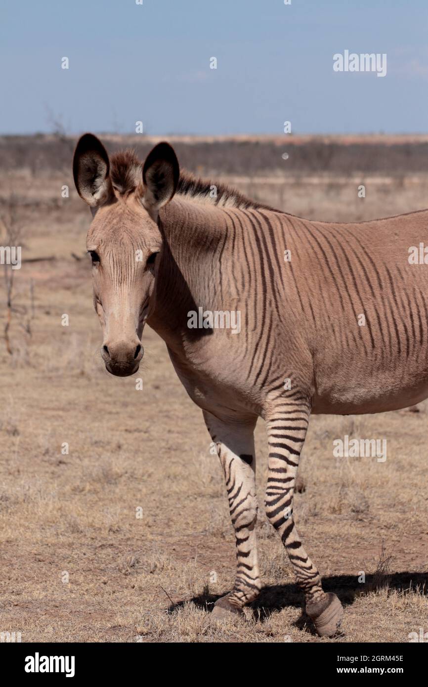 Zonkey High Resolution Stock Photography and Images - Alamy