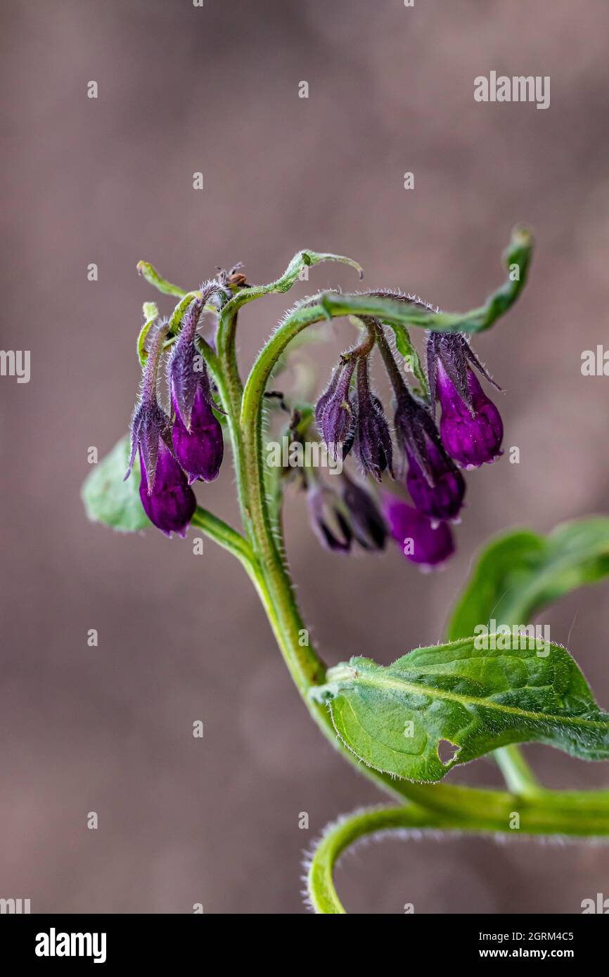 Symphytum officinale flower growing in field, close up Stock Photo - Alamy