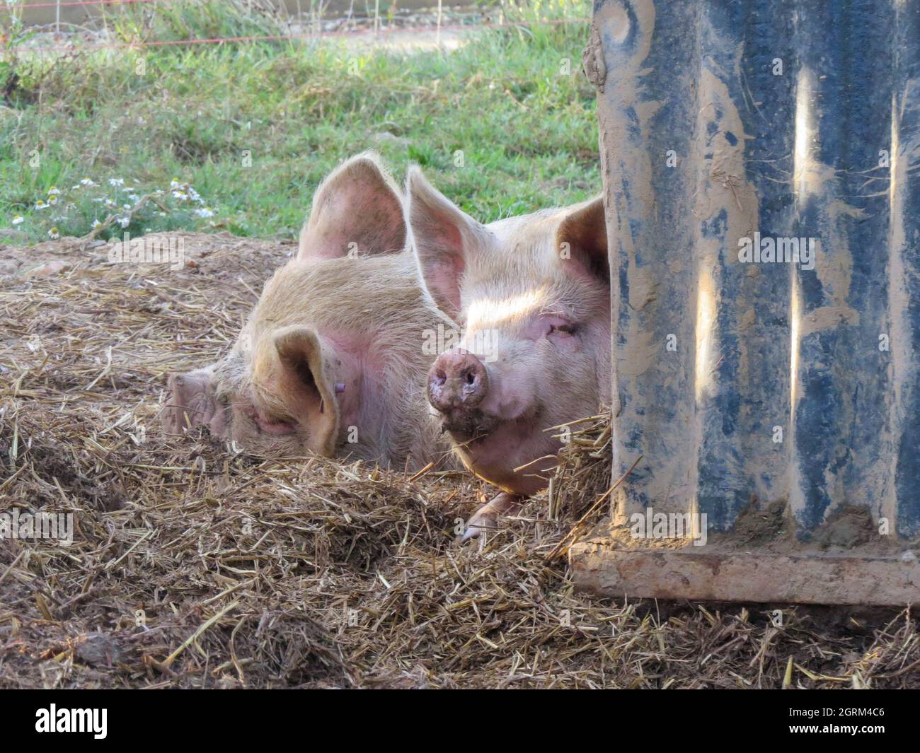 pigs lying in straw behind their shelter with their head peeking round ...