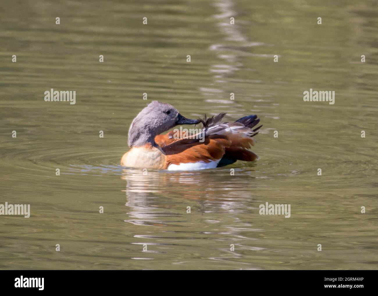 the south african shelduck also known as the cape shelduck a mostly ...