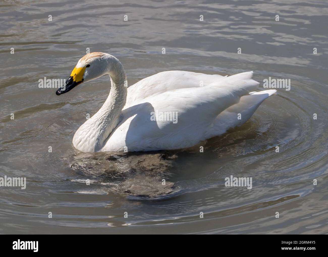 bewick's swan a small swan with black and yellow bill Stock Photo - Alamy