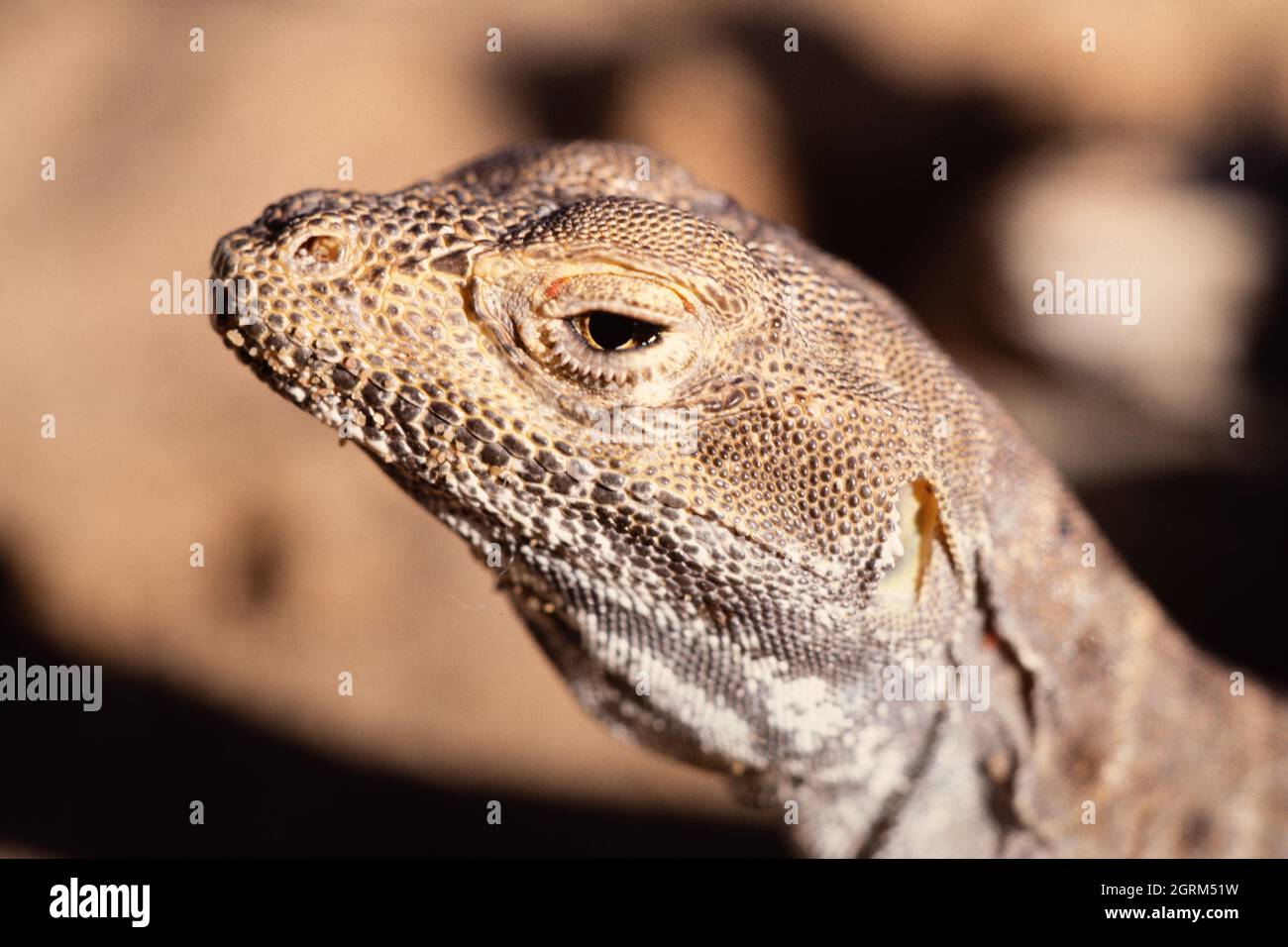A close-up portrait of a Long-nosed Leopard Lizard, Gambelia wislizenii ...