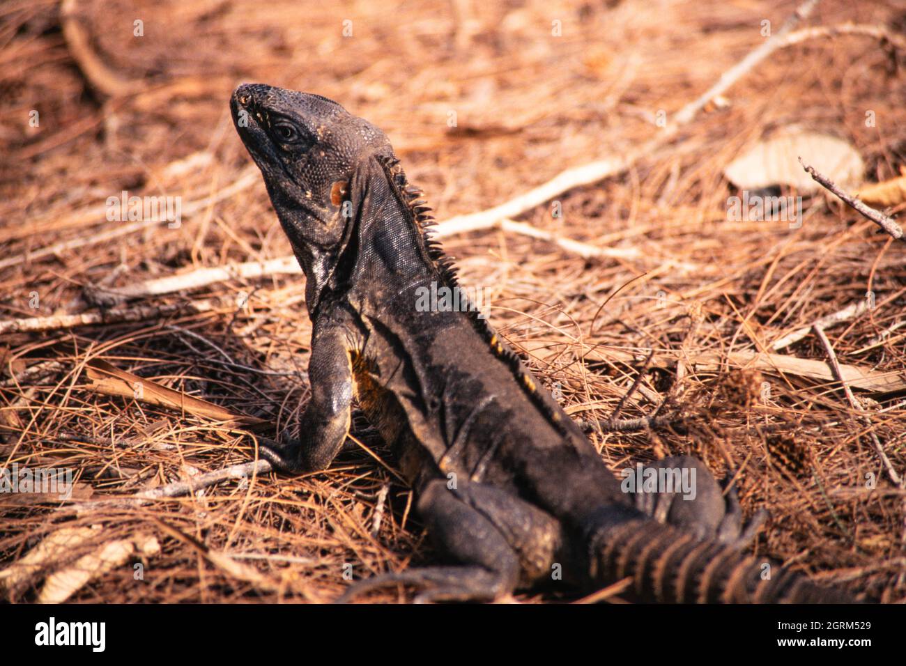 Mexican Spiny-tailed Iguana, Ctenosaura pectinata, Mazatlan, Mexico ...