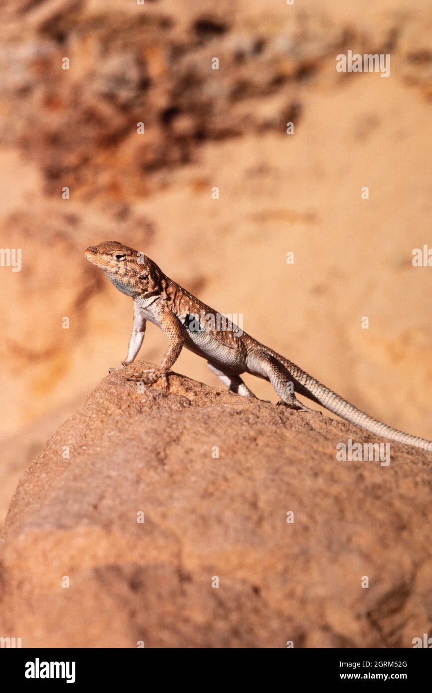 A male Common Side-blotched Lizard, Uta stansburiana, basking on a rock ...