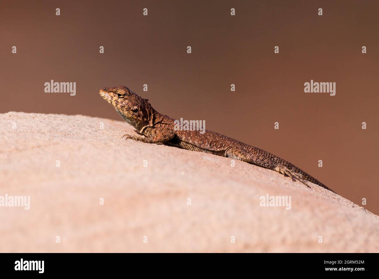 A male Common Side-blotched Lizard, Uta stansburiana, basking on a rock ...