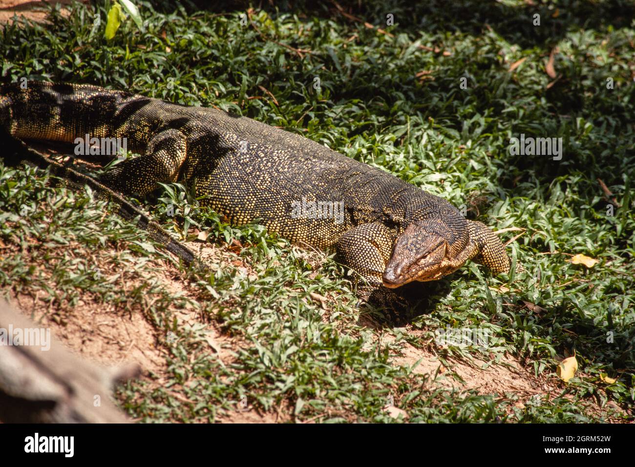 The Asian Water Monitor, Varanus salvator, is a large monitor lizard ...