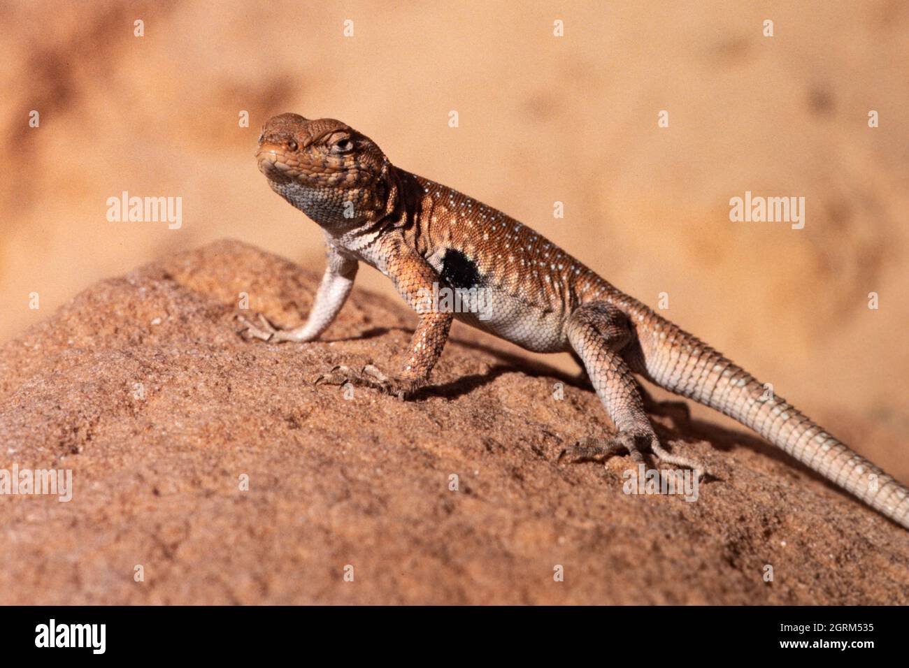 Side Blotched Lizard