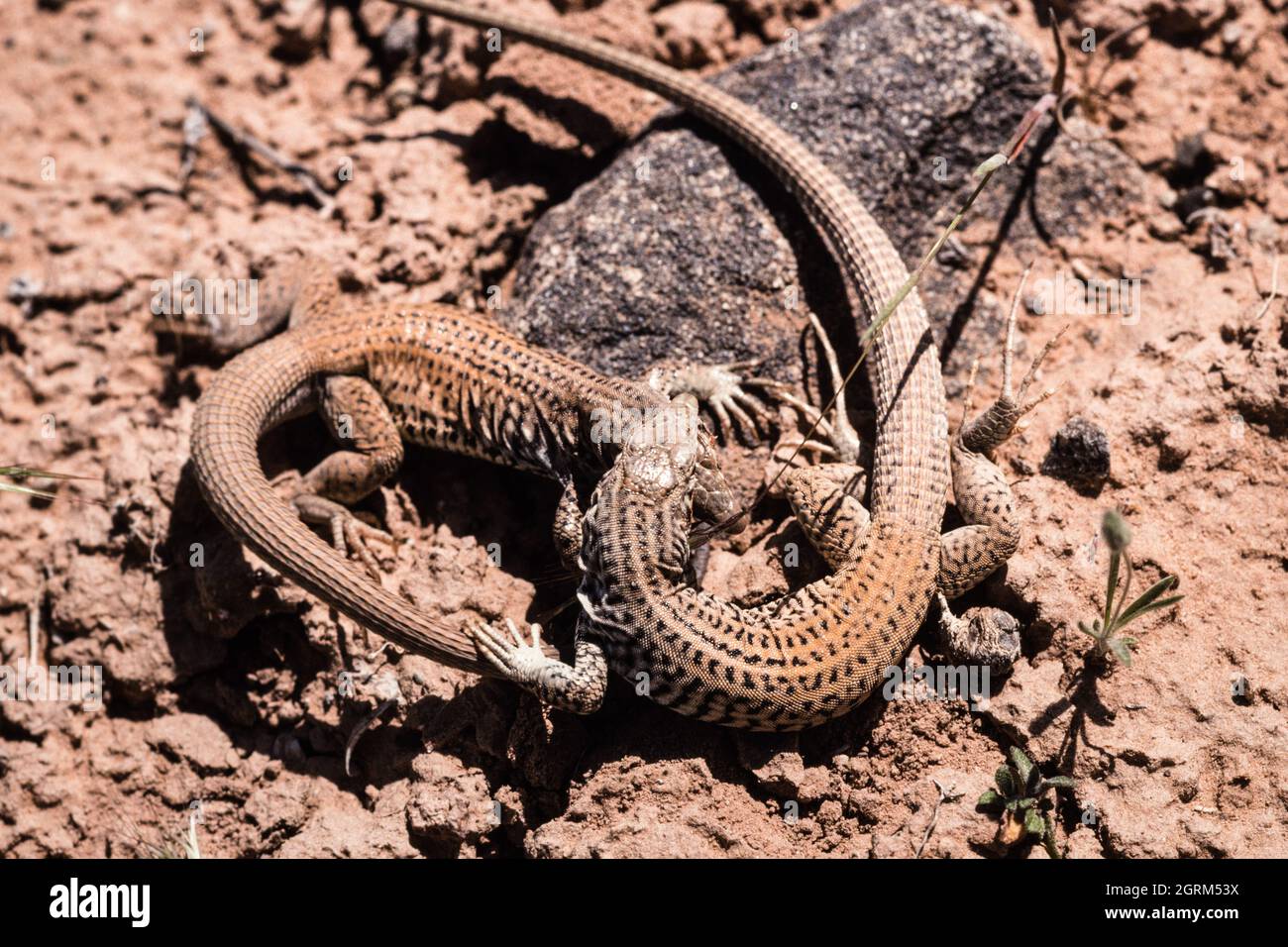 Western whiptail lizard hi-res stock photography and images - Alamy