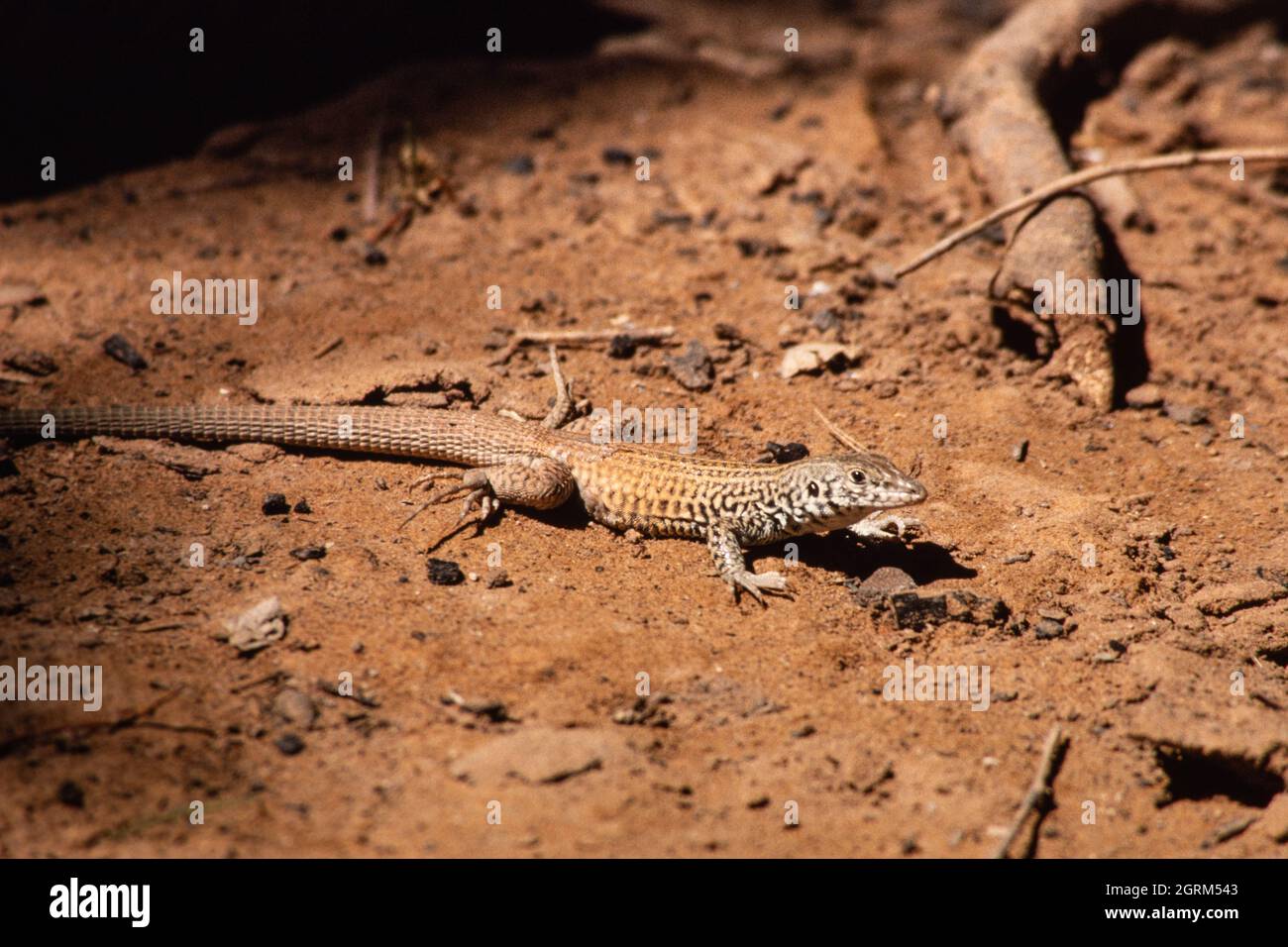A Western Whiptail Lizard, Aspidoscelis tigris, in the desert of ...