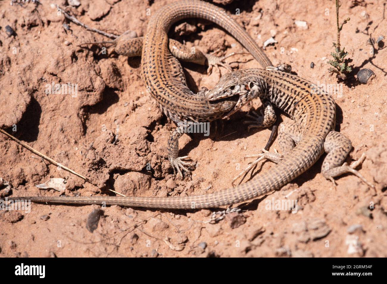 Western whiptail lizard hi-res stock photography and images - Alamy