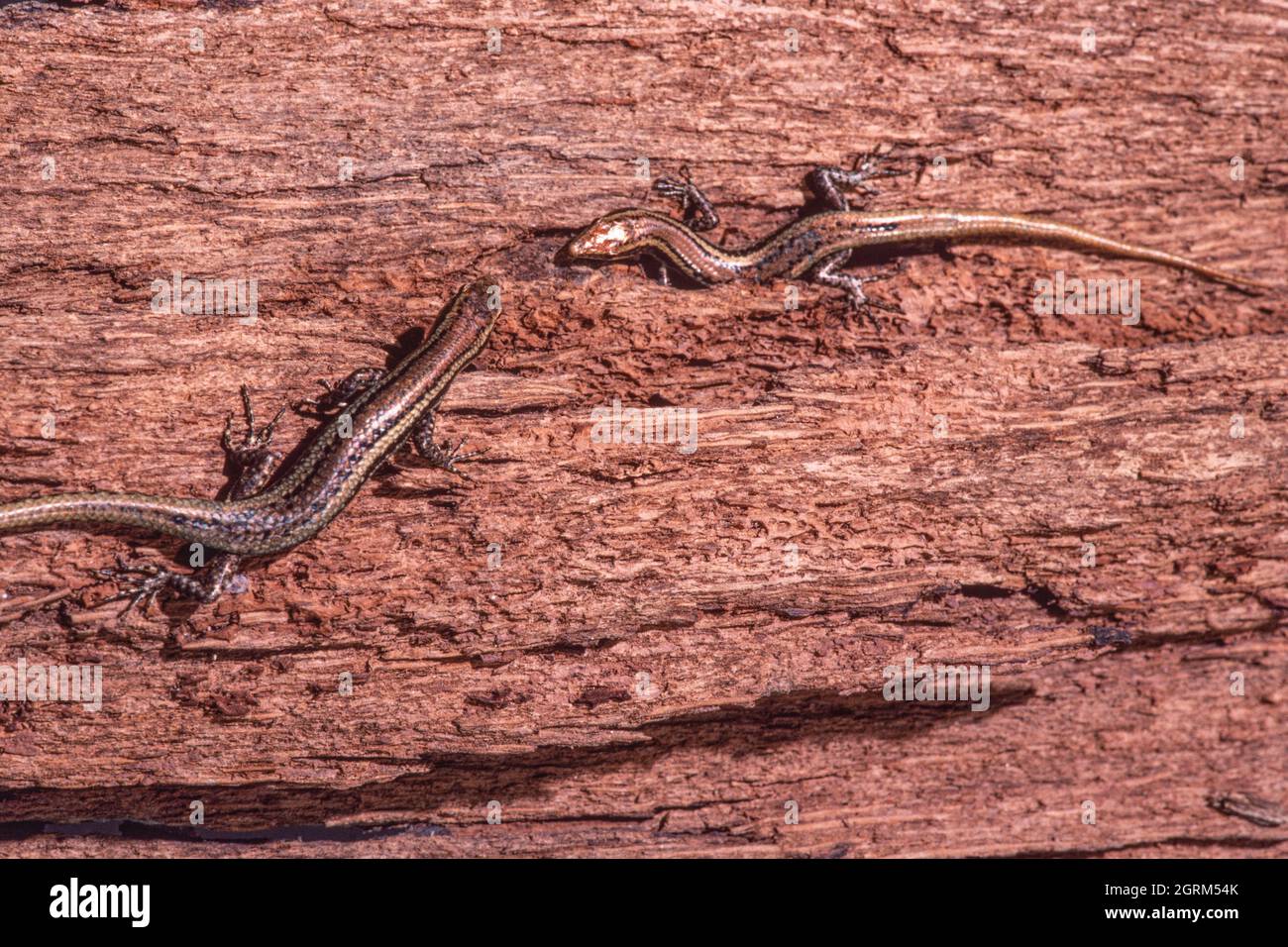 Mottled snake eyed skink cryptoblepharus poecilopleurus hi-res stock ...