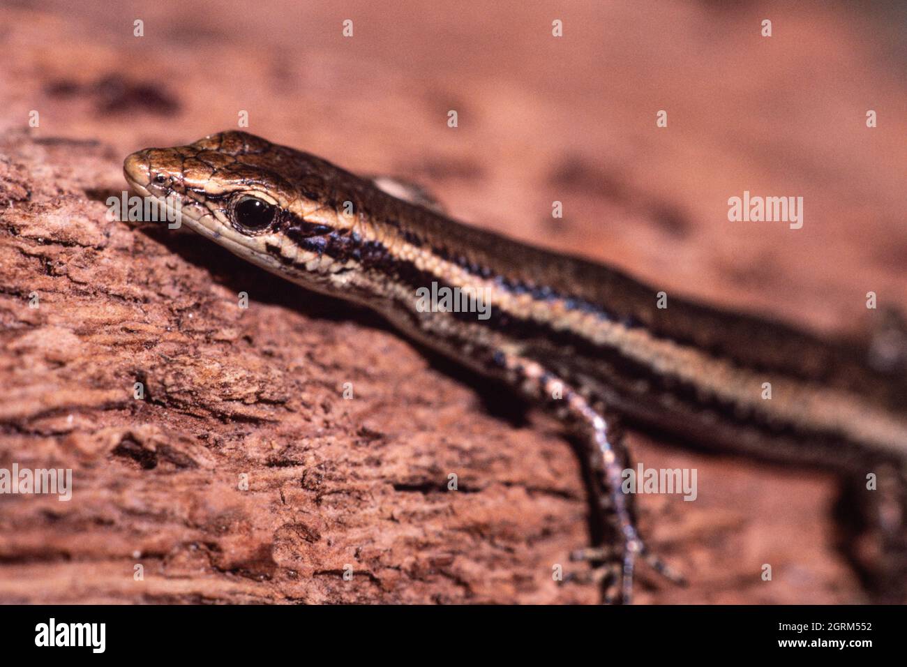 Mottled snake eyed skink cryptoblepharus poecilopleurus hi-res stock ...