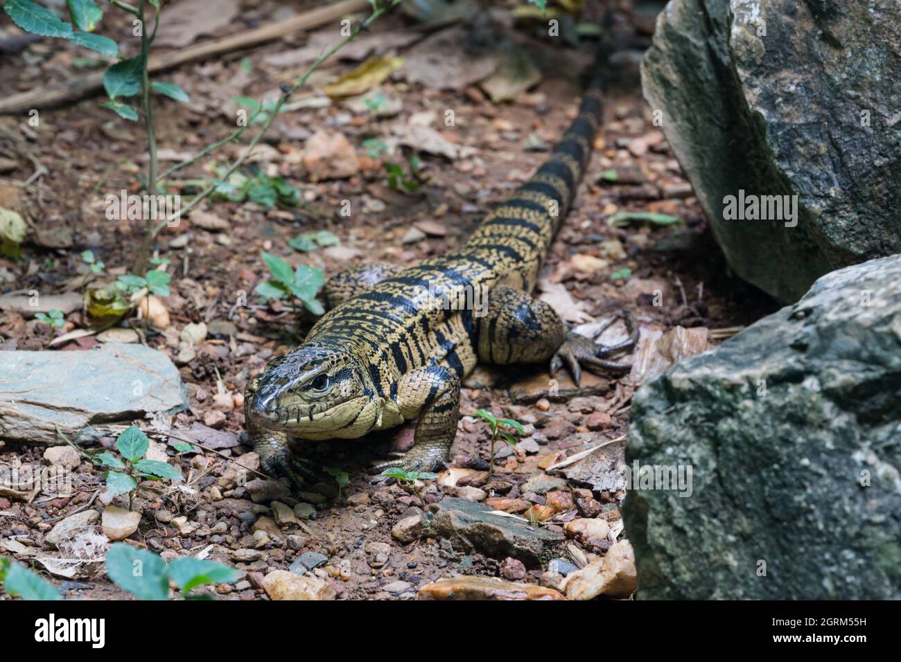 Aka common tegu hi-res stock photography and images - Alamy