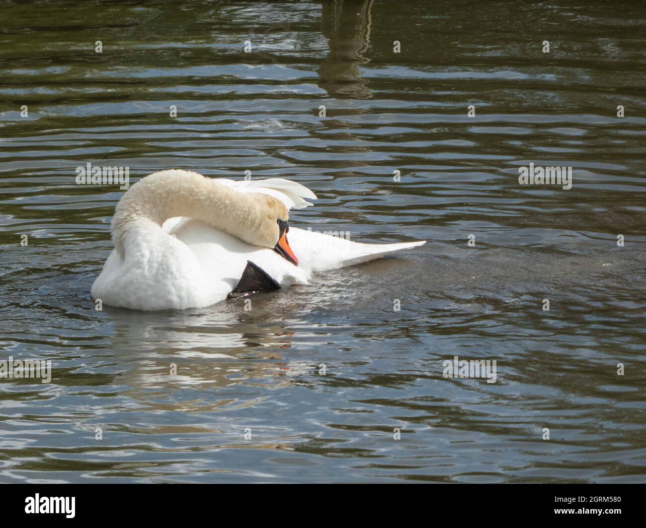 beautiful swan resting on the river Stock Photo - Alamy