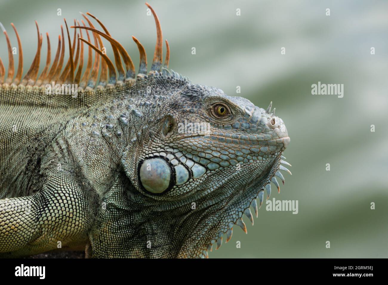 A large, male, Green Iguana, Iguana Iguana, in Santo Domingo, Dominican ...