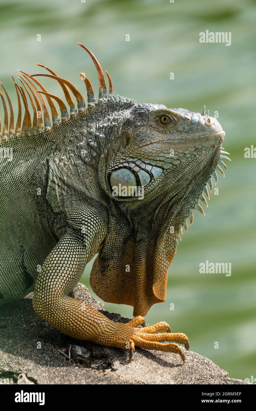 A large, male, Green Iguana, Iguana Iguana, in Santo Domingo, Dominican ...