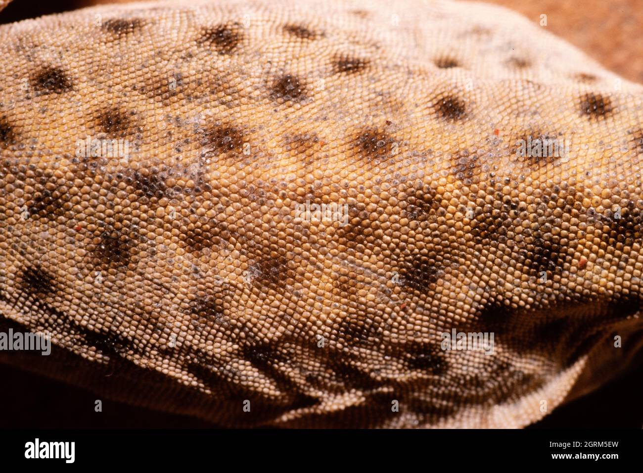 Detail of the scales and color pattern on the dorsum of a Long-nosed ...