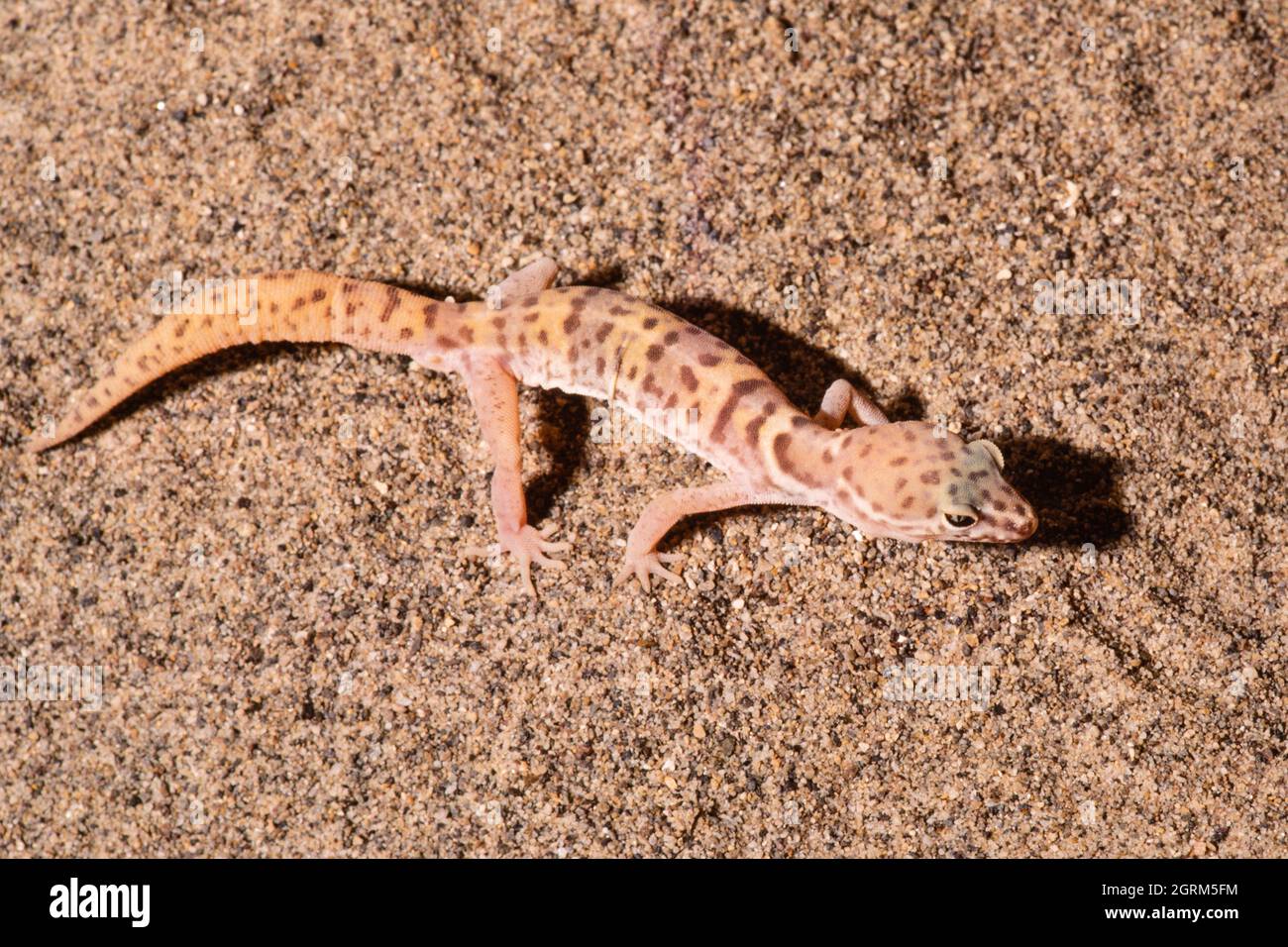 Eyelid gecko family hi-res stock photography and images - Alamy