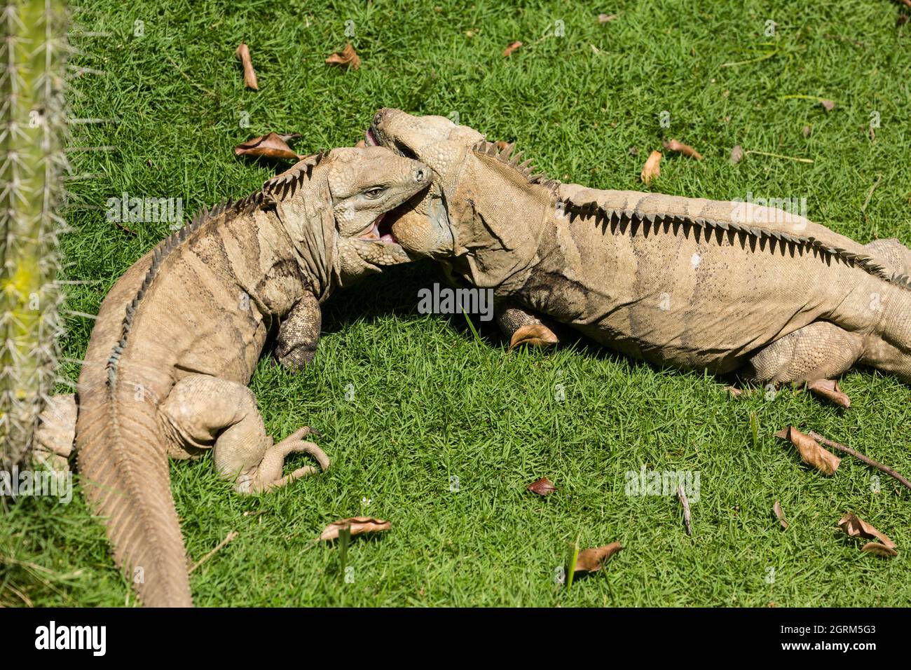 Two large adult male Ricord's Rock Iguanas exhibit aggressive ...