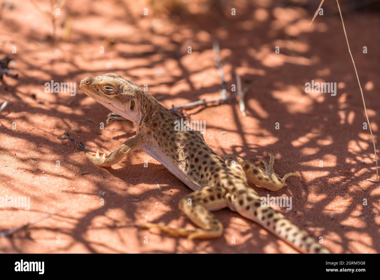 A Long-nosed Leopard Lizard, Gambelia wislizenii, in the desert of the ...