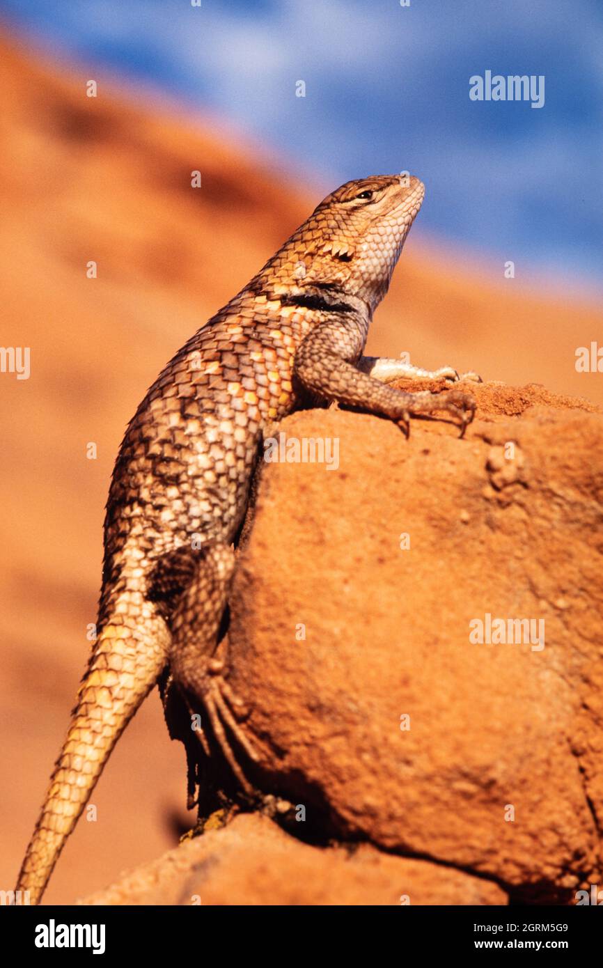 Baby Desert Spiny Lizard