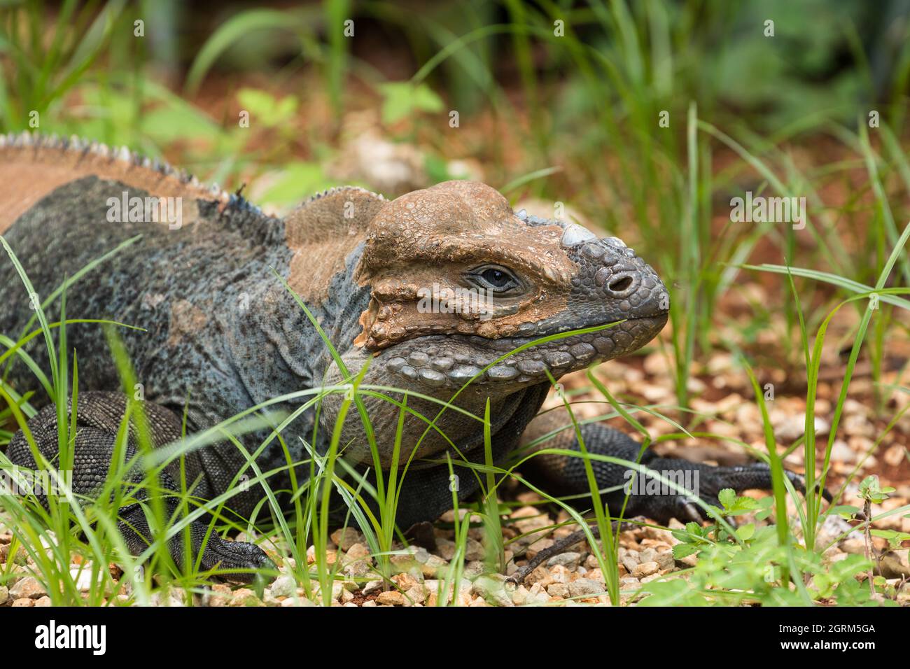 Ground dwelling herbivore hi-res stock photography and images - Alamy