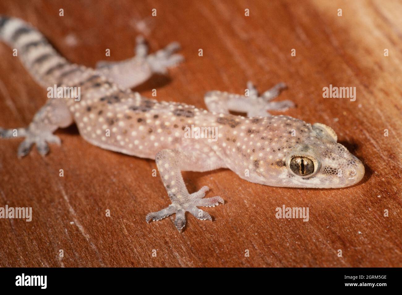 The Mediterranean House Gecko, Hemidactylus turcicus, is a small gecko ...