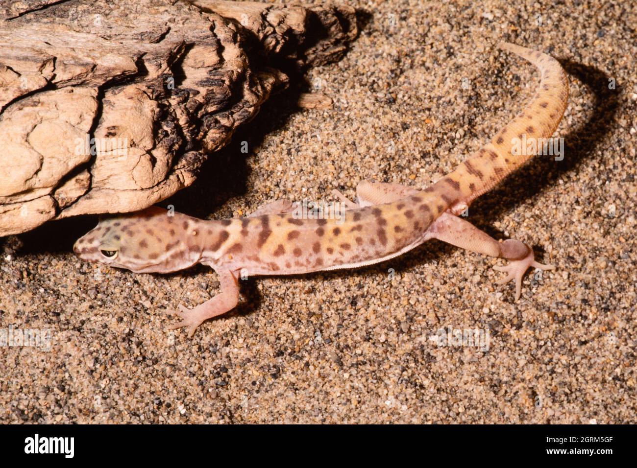 Eyelid gecko family hi-res stock photography and images - Alamy