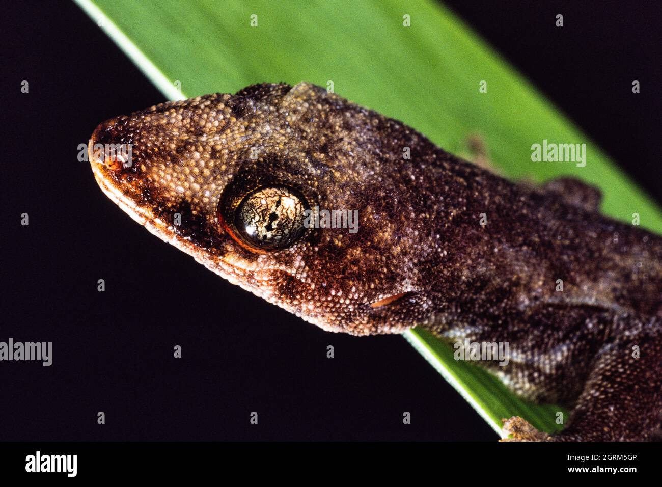 Eye detail of a Micronesian Gecko, Perochirus ateles, on Cocos Island ...