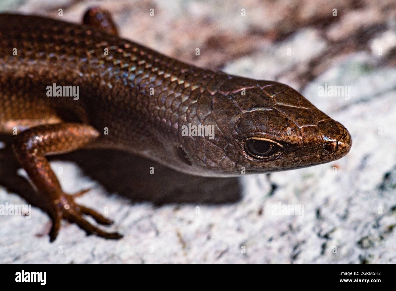 The Curious Skink, Carlia ailanpalai, is native to Papua New Guinea ...
