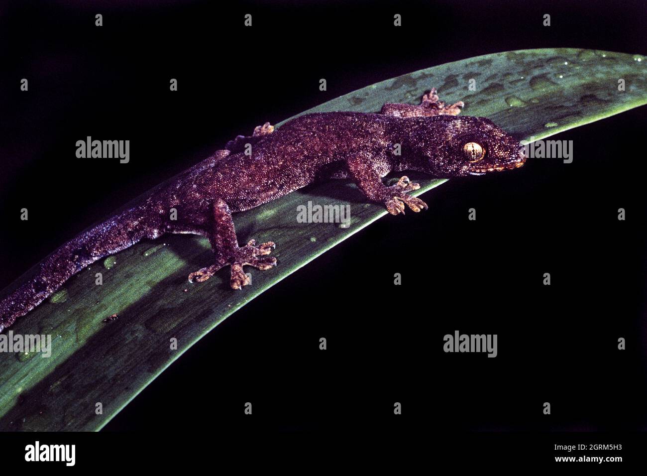 A rare endangered Micronesian Gecko, Perochirus ateles, on Cocos Island ...
