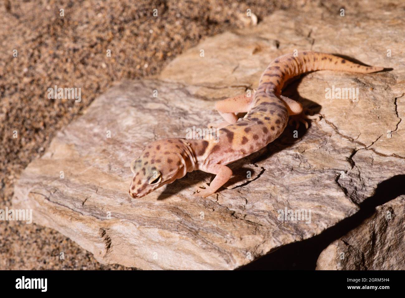 Eyelid gecko family hi-res stock photography and images - Alamy